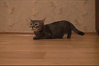 Scared cat GIFs - Get the best gif on GIFER