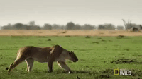 Prowling GIFs - Get the best gif on GIFER