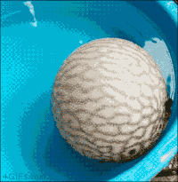 Puf GIFs - Get the best gif on GIFER