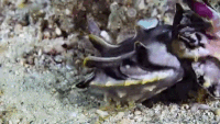 Cuttlefish GIFs - Get the best gif on GIFER