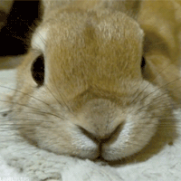 Bunny GIFs - Get the best gif on GIFER