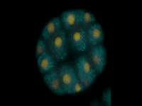 Microscope GIFs - Get the best gif on GIFER