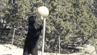 Tetherball GIFs - Get the best gif on GIFER