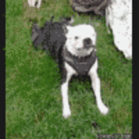 Paste GIFs - Get the best gif on GIFER