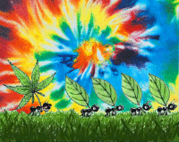 Droga GIFs - Get the best gif on GIFER