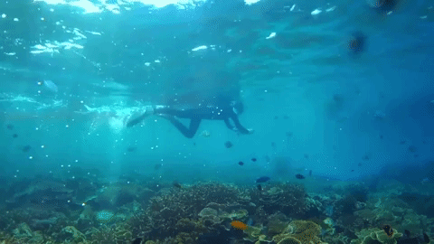 Pulau berlayar GIF - Conseguir o melhor gif em GIFER