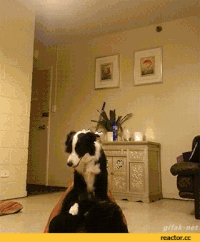 Stunt GIFs - Get the best gif on GIFER