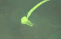 Tunicate GIFs - Get the best gif on GIFER