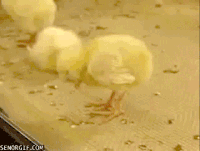 Pollito GIFs - Get the best gif on GIFER