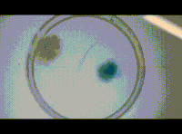 Potassium GIFs - Get the best gif on GIFER