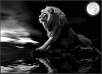 Lion GIFs - Get the best gif on GIFER