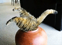 Hiding GIFs - Get the best gif on GIFER