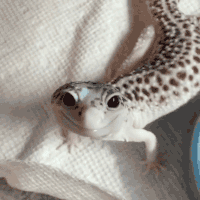 Gecko GIFs - Get the best gif on GIFER