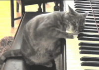 Piano GIFs - Get the best gif on GIFER