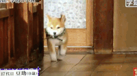 Shiba GIFs - Get the best gif on GIFER
