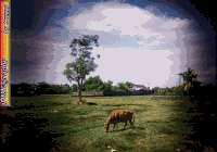 Cattle GIFs - Get the best gif on GIFER