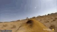 Adaptation GIFs - Get the best gif on GIFER