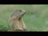 Gophers GIFs - Get the best gif on GIFER