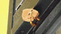 Wasp GIFs - Get the best gif on GIFER