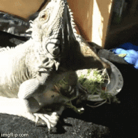 Iguana GIFs - Get the best gif on GIFER