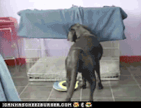 Hund GIFs - Get the best gif on GIFER
