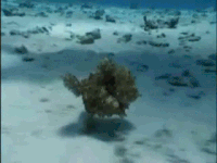 Mimic octopus GIFs - Get the best gif on GIFER