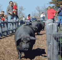 Patch GIFs - Get the best gif on GIFER