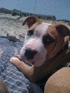 Pawing GIF - Conseguir o melhor gif em GIFER