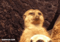 Meerkat GIFs - Get the best gif on GIFER