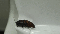Cockroach GIFs - Get the best gif on GIFER