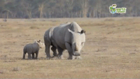Rhino GIFs - Get the best gif on GIFER