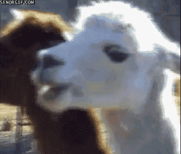 Lama GIFs - Get the best gif on GIFER