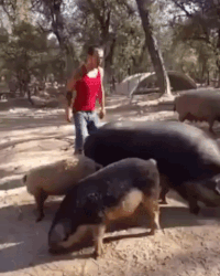Hog GIFs - Get the best gif on GIFER