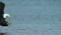 Salmon GIFs - Get the best gif on GIFER