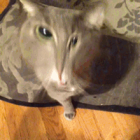 Catnips GIFs - Get the best gif on GIFER