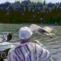 Goose GIFs - Get the best gif on GIFER