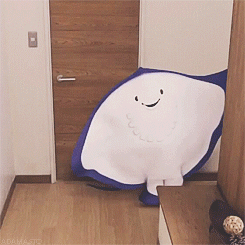 Скат GIFs - Get the best gif on GIFER