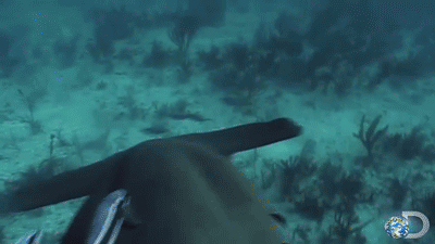 Hammerheads GIF - Conseguir o melhor gif em GIFER