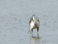 Heron GIFs - Get the best gif on GIFER
