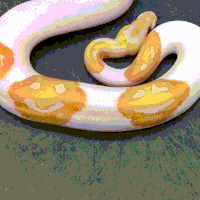 Snake GIFs - Get the best gif on GIFER