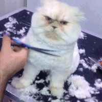 Grooming GIFs - Get the best gif on GIFER