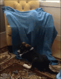 Blanket GIFs - Get the best gif on GIFER