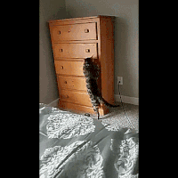 Gaveta GIFs - Get the best gif on GIFER