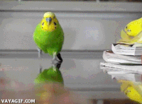 Gracioso GIFs - Get the best gif on GIFER