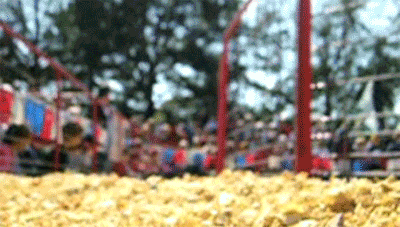 Pig race GIFs - Get the best gif on GIFER