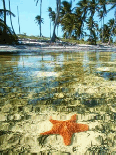 Mer GIF - Conseguir o melhor gif em GIFER