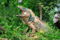 Iguanas GIFs - Get the best gif on GIFER