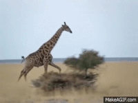 Giraffe GIFs - Get the best gif on GIFER