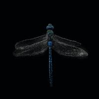 Insect GIFs - Get the best gif on GIFER