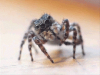 Arthropoda GIF - Conseguir o melhor gif em GIFER